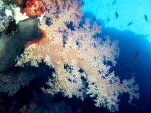 Different Types of Coral: A Guide to Understanding Them
