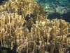 Different Types of Coral: A Guide to Understanding Them