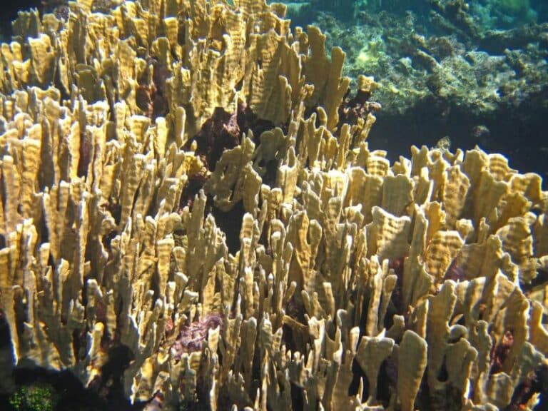 Different Types of Coral: A Guide to Understanding Them