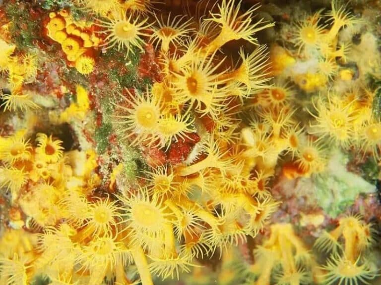 Different Types of Coral: A Guide to Understanding Them