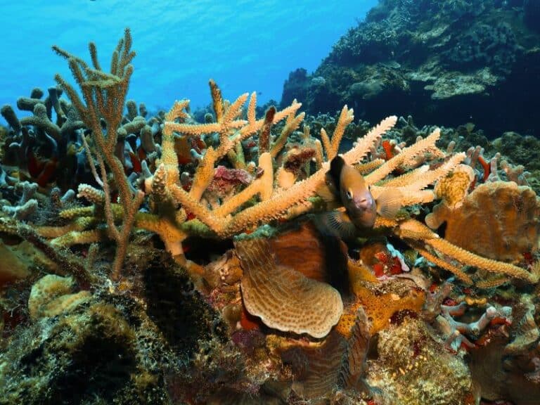 Different Types of Coral: A Guide to Understanding Them