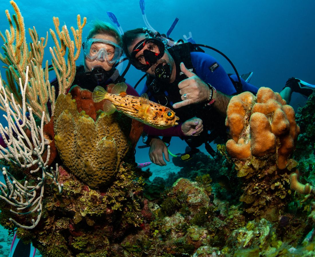 Different Types of Coral: A Guide to Understanding Them