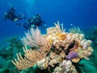 30 Years of PADI Scuba diving in Montego Bay with Dressel