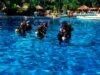 SDI & PADI Scuba diving in Playa del Carmen with Dressel