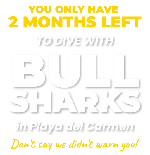 BUCEO Y SNORKEL DE CALIDAD con DRESSEL DIVERS