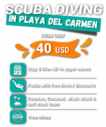 SDI & PADI Scuba diving in Playa del Carmen with Dressel