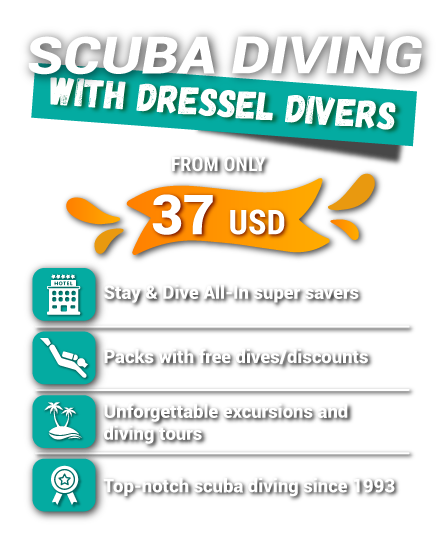 SCUBA DIVING with Dressel Divers