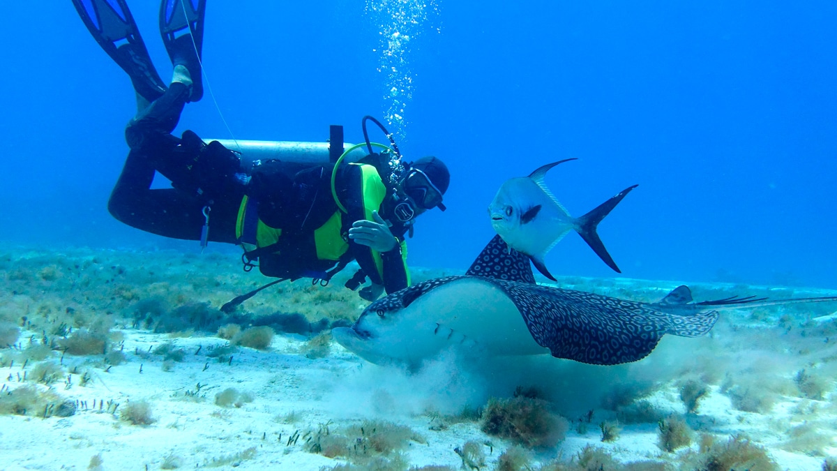 Drift Diving: 5 Tips To Make The Most Of It.