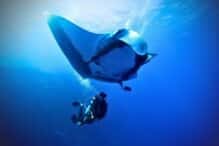 Flying After Diving | Complete Guide with Wait Times and Tips