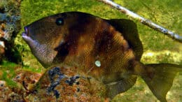 Triggerfish Teeth and Other Interesting Facts about These Animals