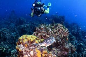 The Impact of Climate Change on Coral Reefs | Dressel Divers
