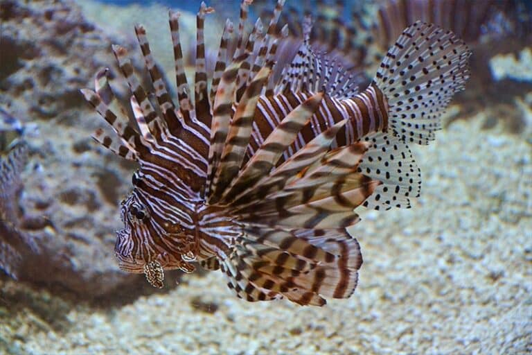 Is The Lionfish Invasive Species A Threat or Just A Change?