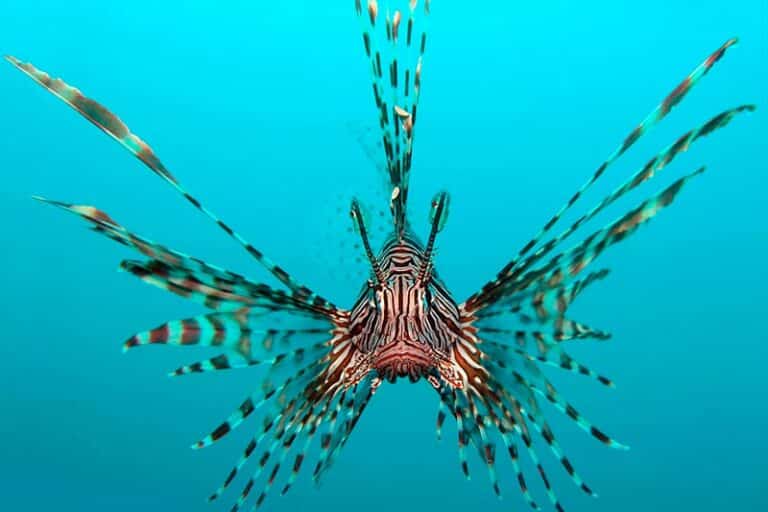 Is The Lionfish Invasive Species A Threat or Just A Change?