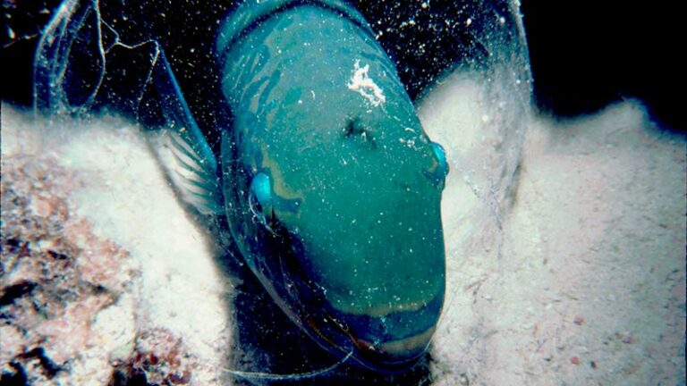 10 Parrotfish Facts, 20 Photos, and the 14 Caribbean Species