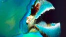 10 Parrotfish Facts, 20 Photos, and the 14 Caribbean Species