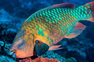 10 Parrotfish Facts, 20 Photos, and the 14 Caribbean Species