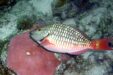 10 Parrotfish Facts, 20 Photos, and the 14 Caribbean Species
