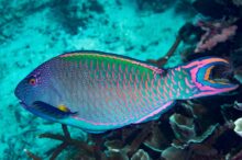 10 Parrotfish Facts, 20 Photos, and the 14 Caribbean Species