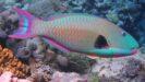 10 Parrotfish Facts, 20 Photos, and the 14 Caribbean Species