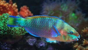 10 Parrotfish Facts, 20 Photos, and the 14 Caribbean Species