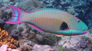 10 Parrotfish Facts, 20 Photos, and the 14 Caribbean Species