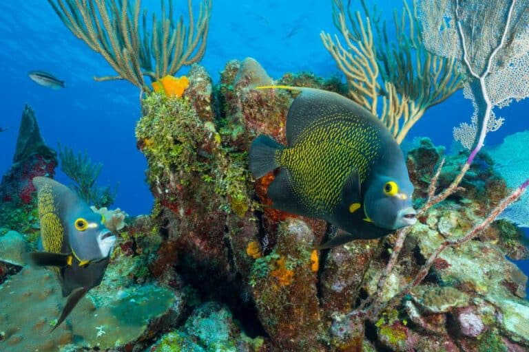 Deep Sea Photography (+ Deep Sea Pics Gallery)