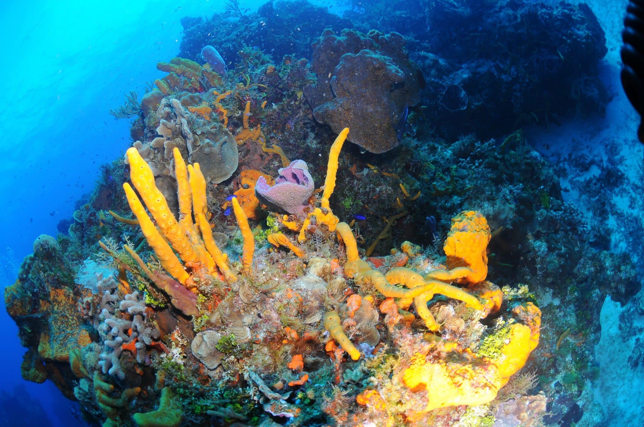 Post COVID-19 Reefs Show off the Splendor of 50 Years Ago