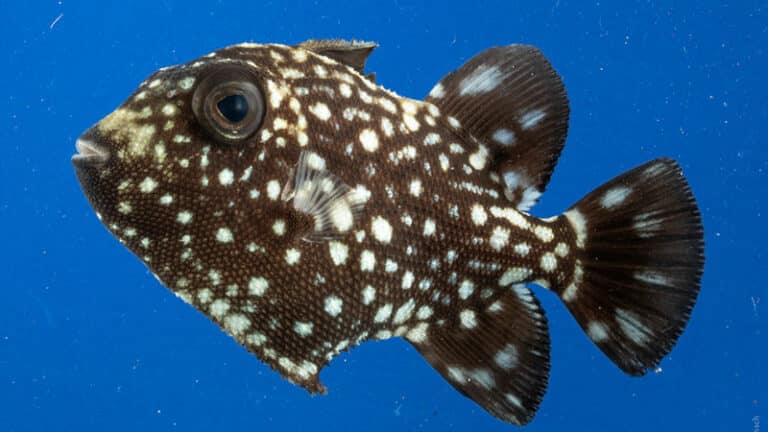 Triggerfish Teeth and Other Interesting Facts about These Animals