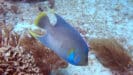 5 Types Of Saltwater Angelfish Species From the Caribbean