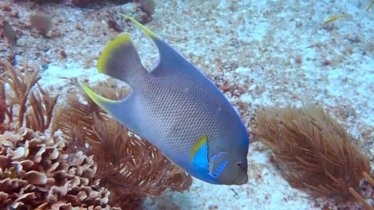 5 Types Of Saltwater Angelfish Species From the Caribbean