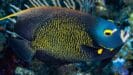 5 Types Of Saltwater Angelfish Species From the Caribbean