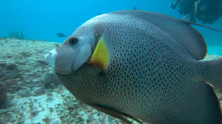 5 Types Of Saltwater Angelfish Species From the Caribbean