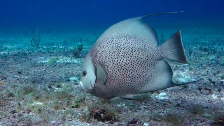 5 Types Of Saltwater Angelfish Species From the Caribbean