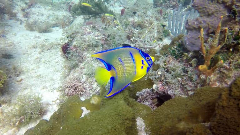 5 Types Of Saltwater Angelfish Species From the Caribbean