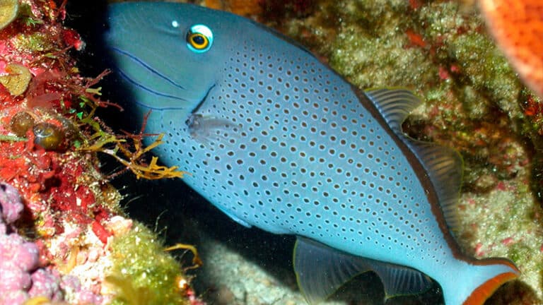 Triggerfish Teeth and Other Interesting Facts about These Animals