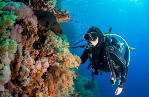 40 Scuba Diving Terms to Speak As a Pro - Dressel Divers