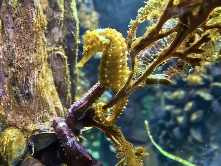 10 Fun Seahorse Facts That You Probably Didn't Know!