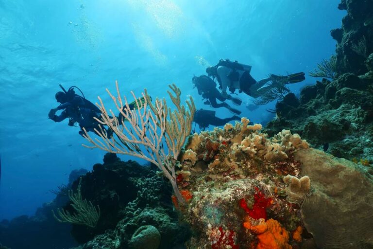 Shallow Water Diving, Everything You're Missing | Dressel Divers