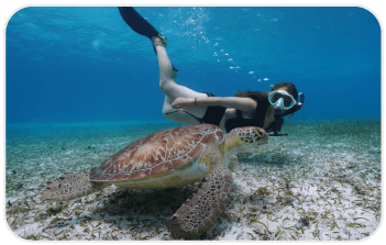 Quality DIVING & SNORKELING with Dressel Divers