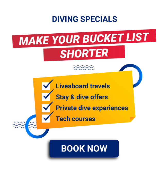 Diving Specials| Dressel Divers, Top Notch Scuba Diving in the Caribbean