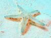 Starfish Defense | 11 Strategies They Use to Protect Themselves