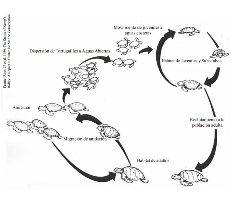 Tortugas marinas del Caribe: conócelas y alucina | Dressel Divers