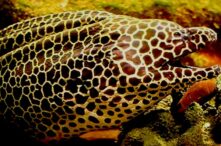 Types Of Eels of The Caribbean: Moray Eels, Conger Eels & Snake Eels
