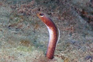 Types Of Eels of The Caribbean: Moray Eels, Conger Eels & Snake Eels