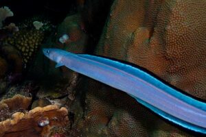 Types Of Eels of The Caribbean: Moray Eels, Conger Eels & Snake Eels
