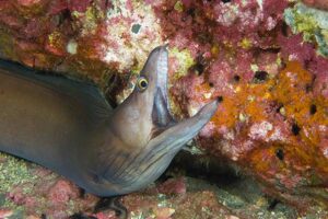 Types Of Eels of The Caribbean: Moray Eels, Conger Eels & Snake Eels