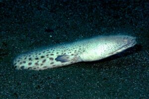 Types Of Eels of The Caribbean: Moray Eels, Conger Eels & Snake Eels