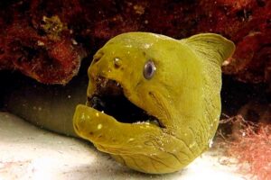 Types Of Eels of The Caribbean: Moray Eels, Conger Eels & Snake Eels